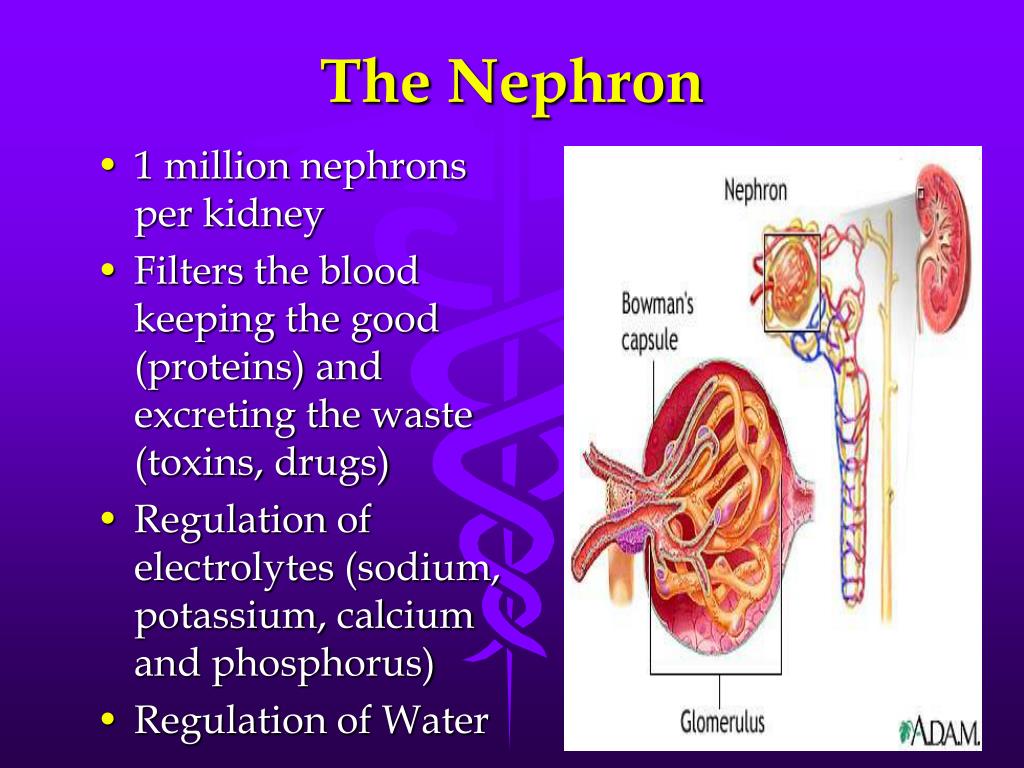 PPT - Chronic Kidney Disease What You Need to Know PowerPoint ...