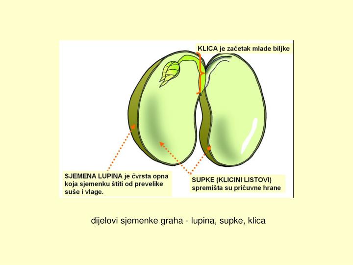 PPT - SJEMENKA – KLIJANJE PowerPoint Presentation - ID:3583924