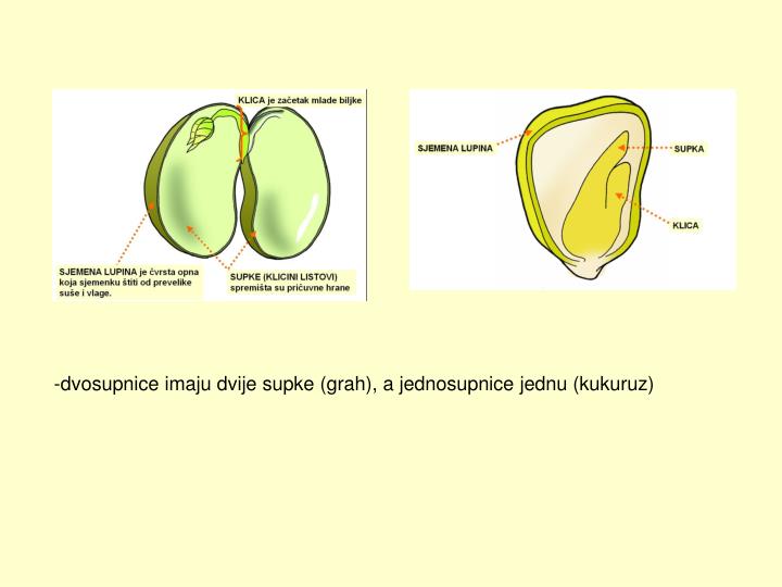PPT - SJEMENKA – KLIJANJE PowerPoint Presentation - ID:3583924