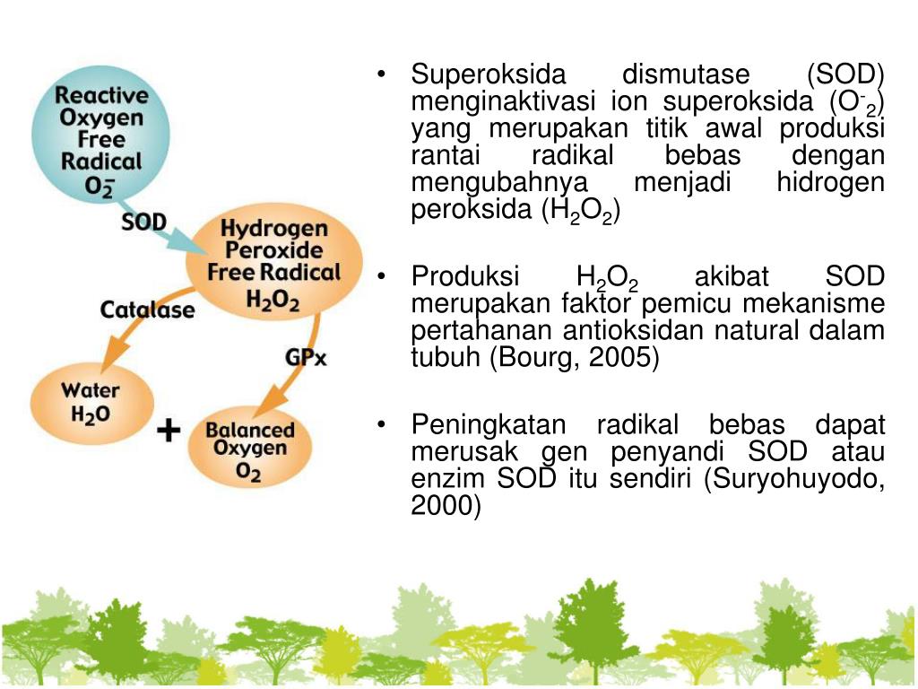 PPT - Fransiska Nining W. 0910710076 Pembimbing I : Dr. dr. Endang Sri ...