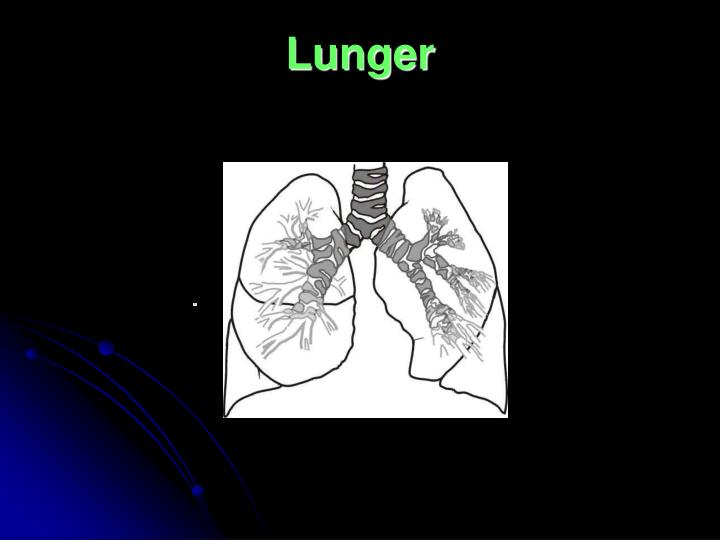 PPT - Lunger PowerPoint Presentation, free download - ID:3583957