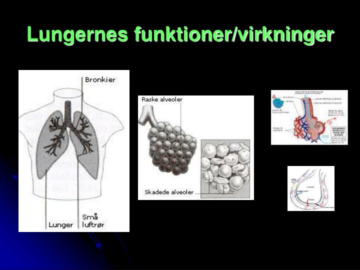 PPT - Lunger PowerPoint Presentation - ID:3583957
