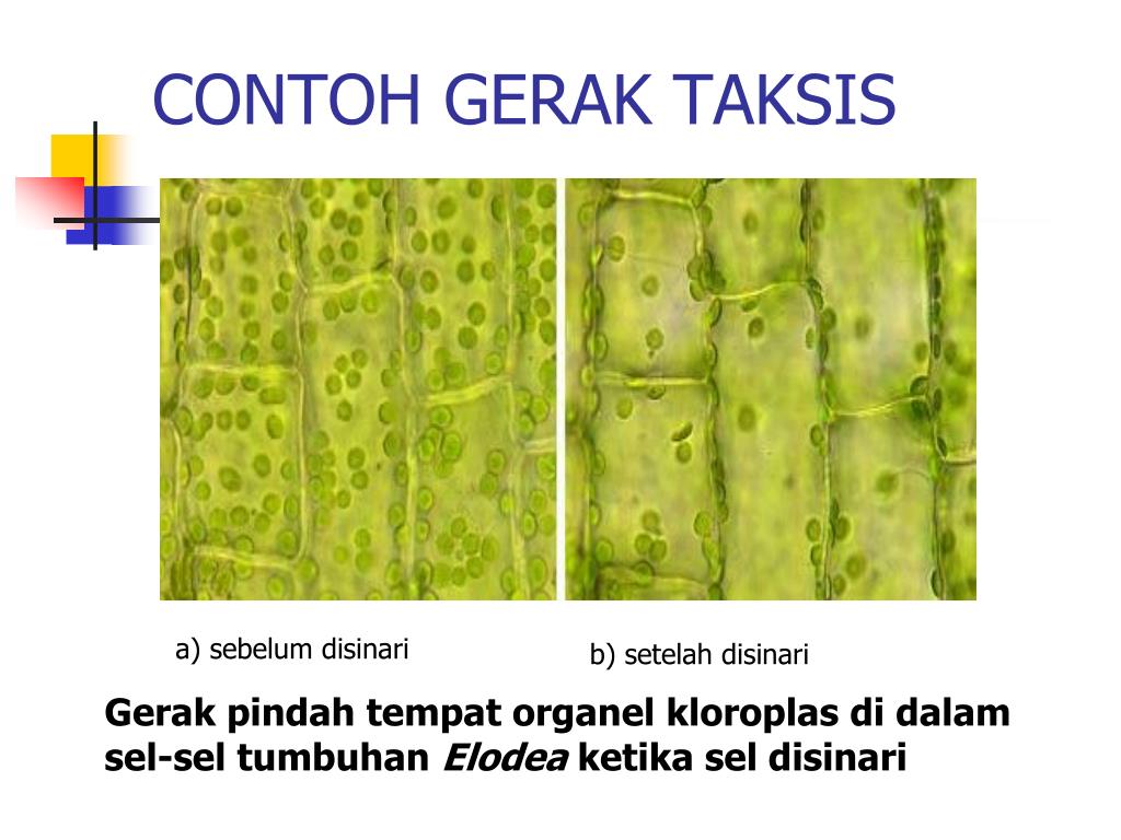 PPT - Standar Kompetensi: Memahami sistem dalam kehidupan tumbuhan ...