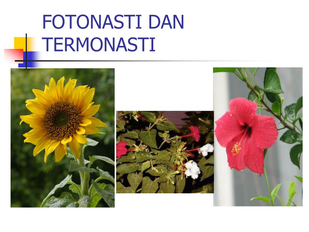 PPT - Standar Kompetensi: Memahami sistem dalam kehidupan tumbuhan ...