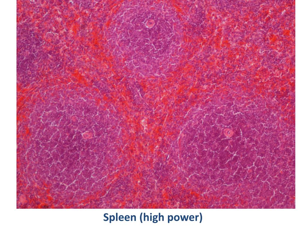 PPT - Liver, Pancreas, gall bladder and Spleen PowerPoint Presentation ...