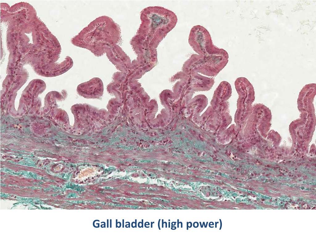PPT - Liver, Pancreas, gall bladder and Spleen PowerPoint Presentation ...