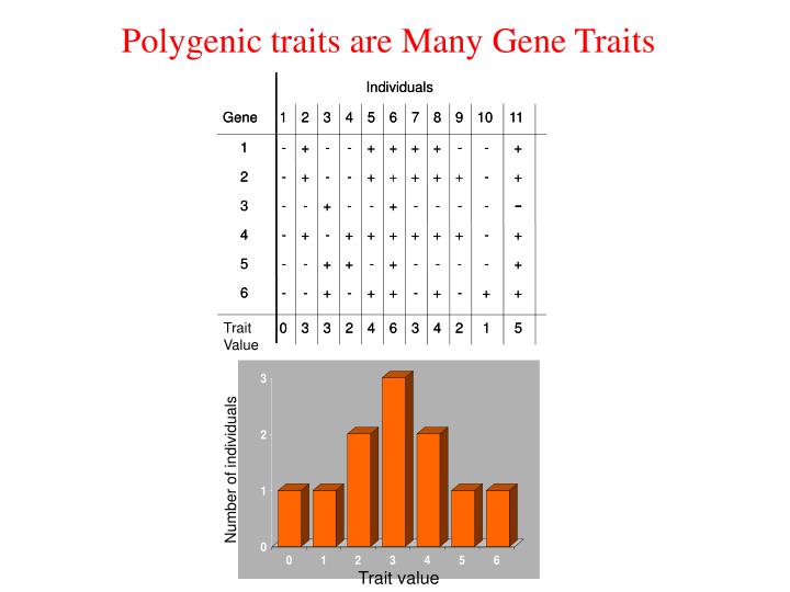 PPT - Polygenic traits are Many Gene Traits PowerPoint Presentation ...