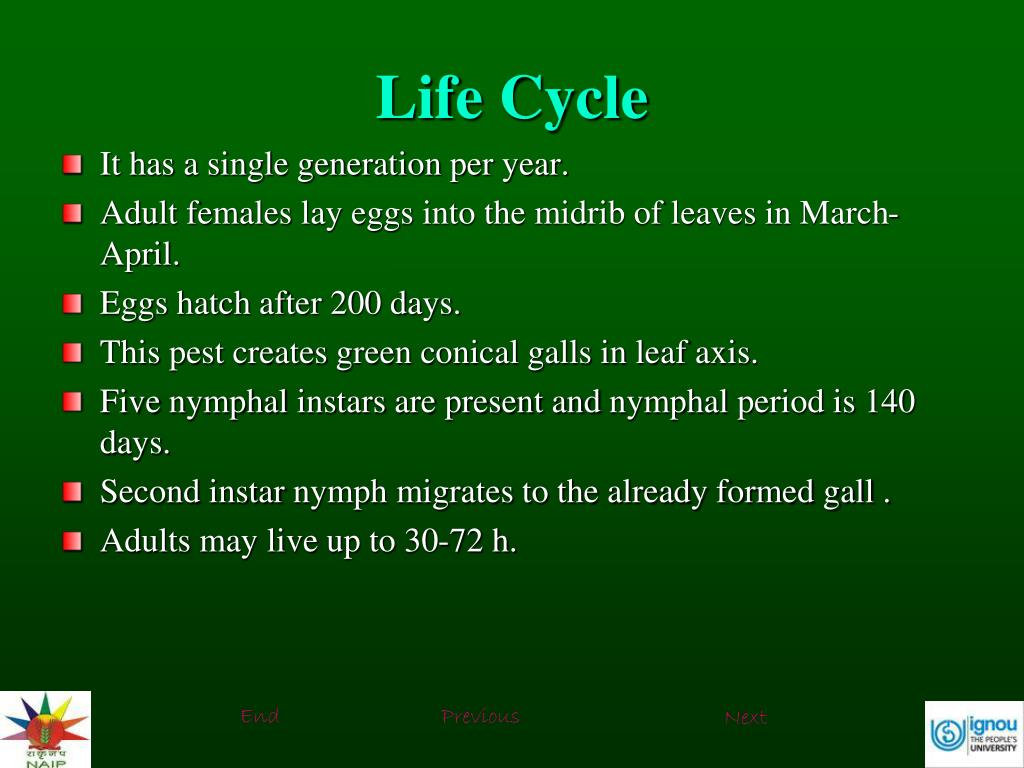 PPT - Identification, Symptoms and nature of damage: Shoot Gall Psyllid ...