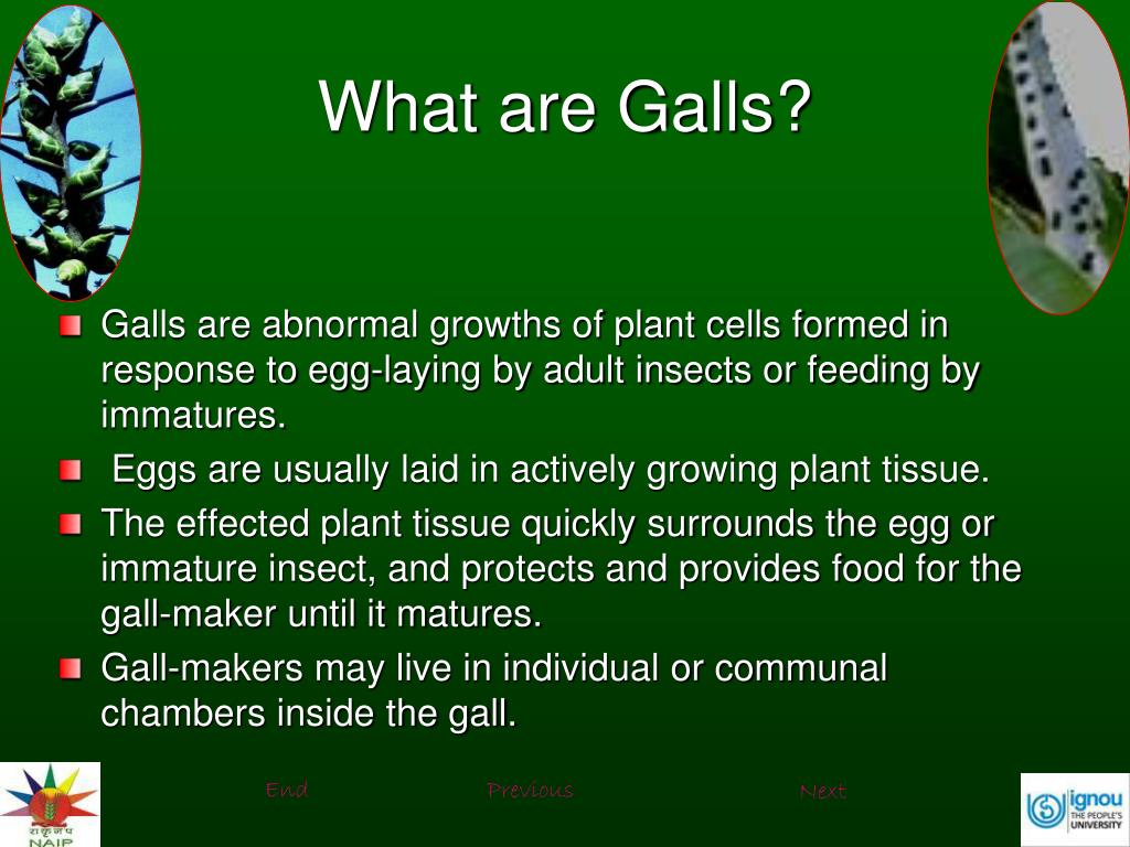 PPT - Identification, Symptoms and nature of damage: Shoot Gall Psyllid ...