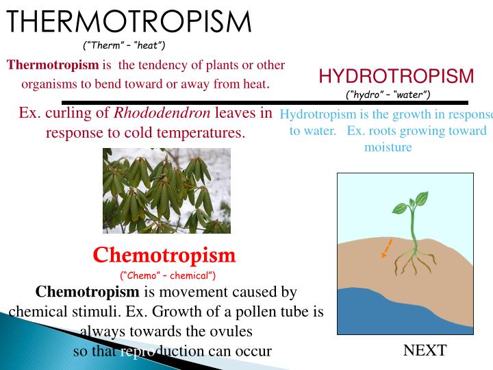 PPT - TROPISM PowerPoint Presentation - ID:3585608