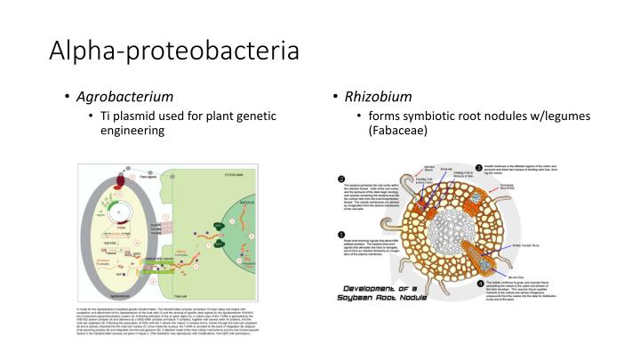 PPT - Alpha- proteobacteria PowerPoint Presentation, free download - ID ...
