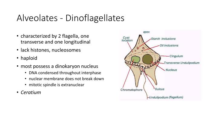PPT - Alpha- proteobacteria PowerPoint Presentation - ID:3585847