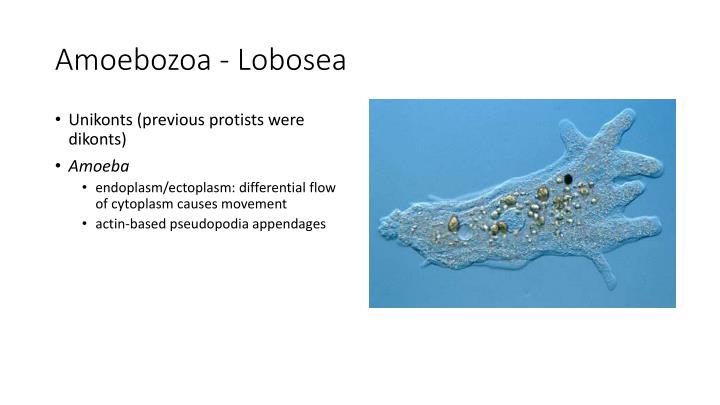 PPT - Alpha- proteobacteria PowerPoint Presentation - ID:3585847