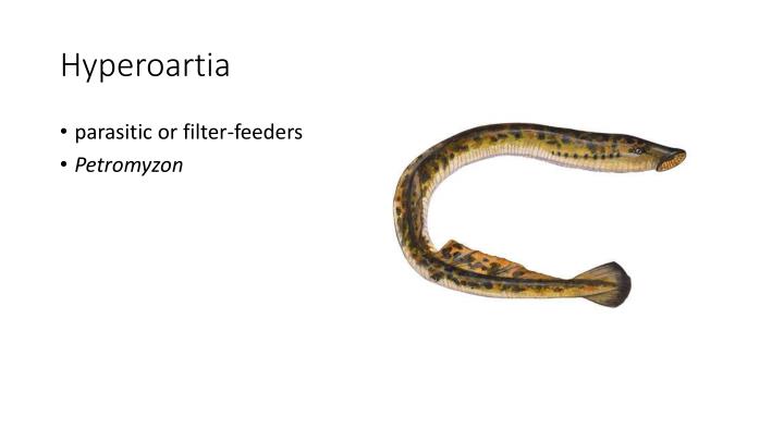 PPT - Alpha- proteobacteria PowerPoint Presentation - ID:3585847