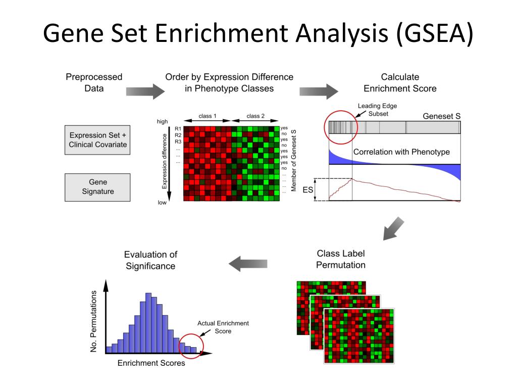 PPT - Gene Set Enrichment Analysis (GSEA) PowerPoint Presentation, free ... PPT - Gene Set Enrichment Analysis (GSEA) PowerPoint Presentation, free ...