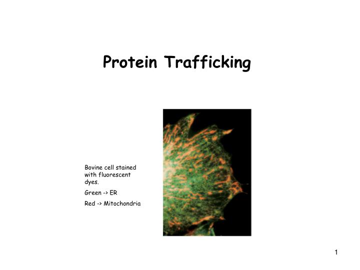 PPT - Protein Trafficking PowerPoint Presentation, free download - ID ...