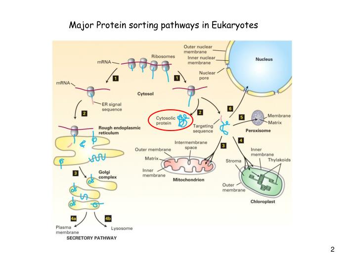 PPT - Protein Trafficking PowerPoint Presentation - ID:3586853