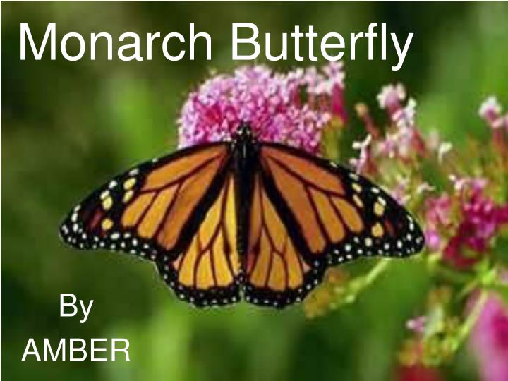 PPT - Monarch Butterfly PowerPoint Presentation, free download - ID:3586905