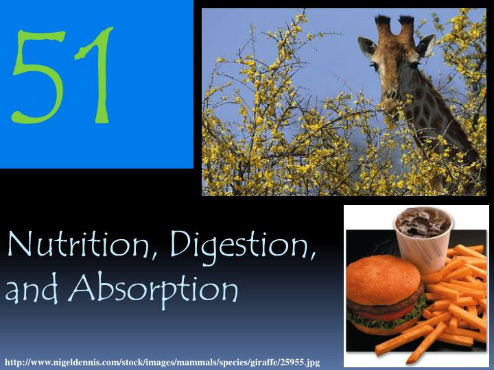 PPT - Nutrition, Digestion, and Absorption PowerPoint Presentation ...