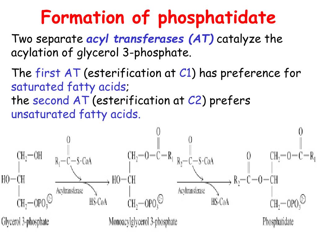 PPT - Catabolism s of triacylglycerols and phospholipids . PowerPoint ...
