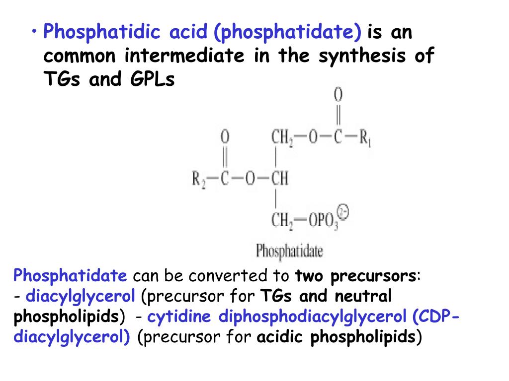 PPT - Catabolism s of triacylglycerols and phospholipids . PowerPoint ...