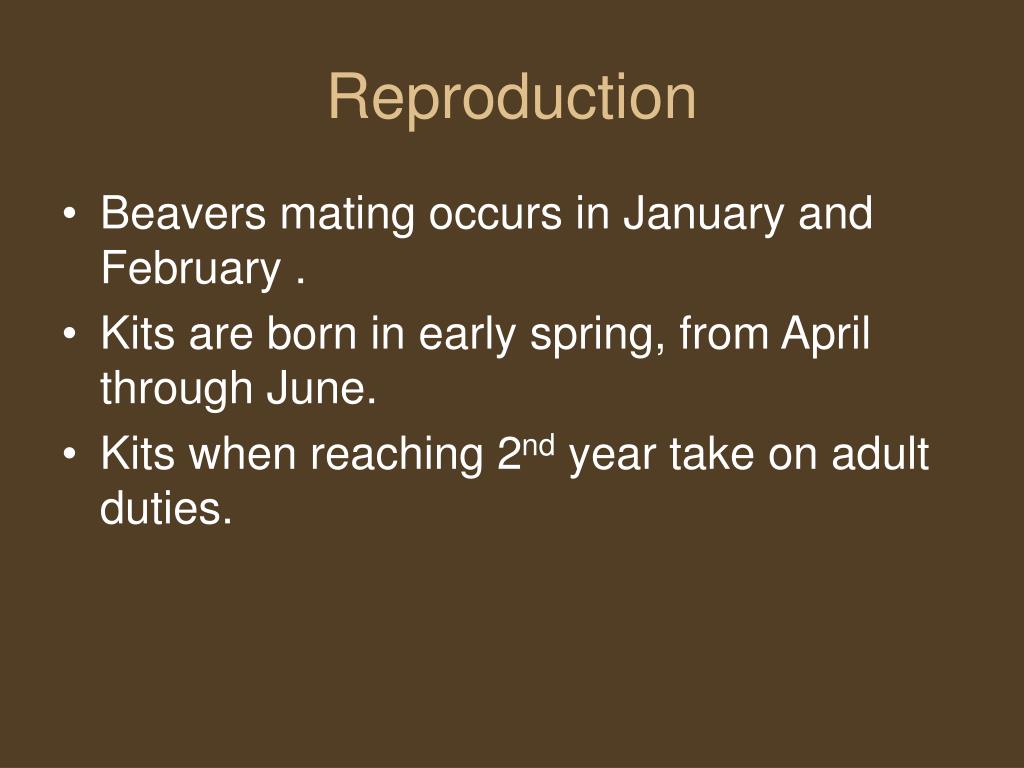 PPT - North American Beaver ( Castor canadensis) PowerPoint ...