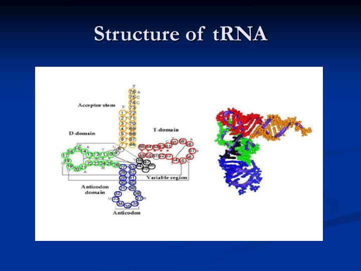 PPT - 1) Transcription or Copying mRNA molecules are synthesized as ...