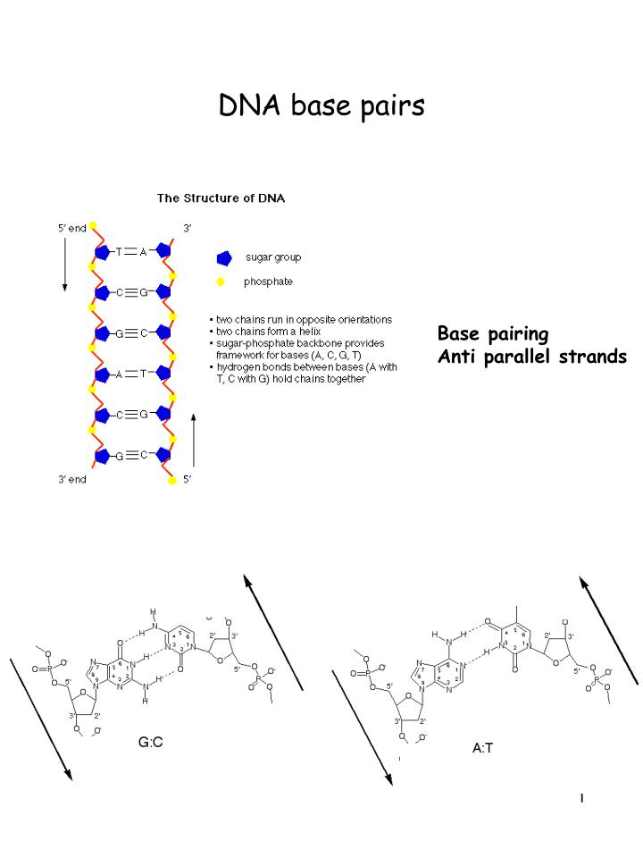 PPT - DNA base pairs PowerPoint Presentation, free download - ID:3588094
