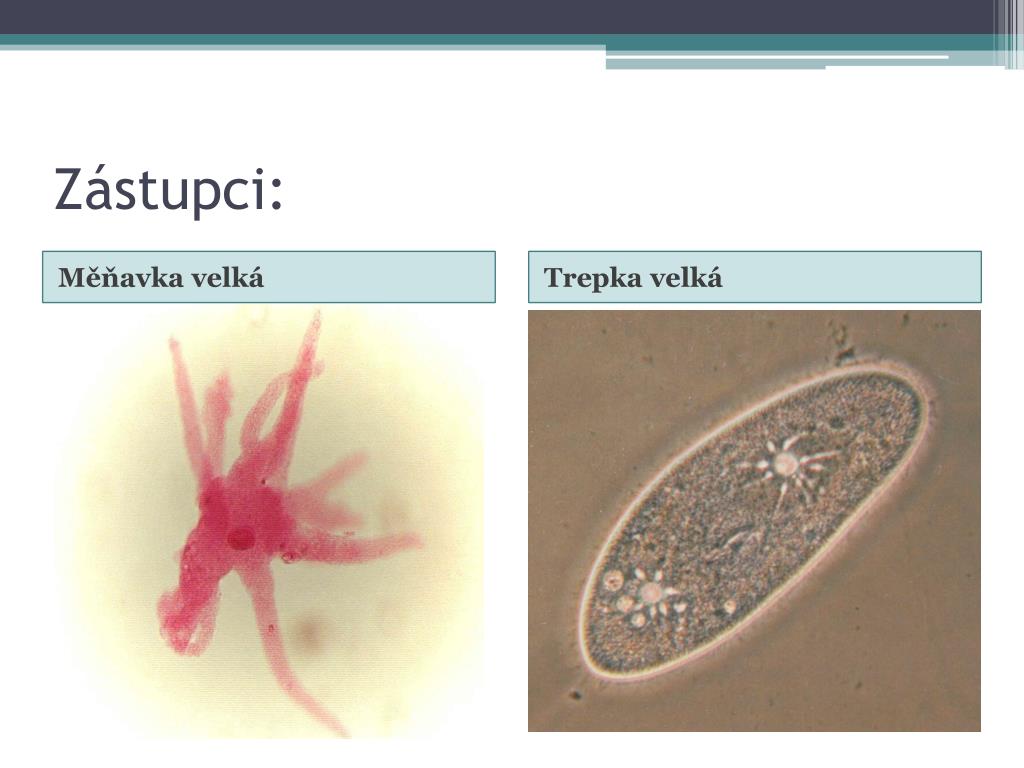 PPT - PŘÍRODOPIS 6. ROČNÍK PRVOCI PowerPoint Presentation, free ...