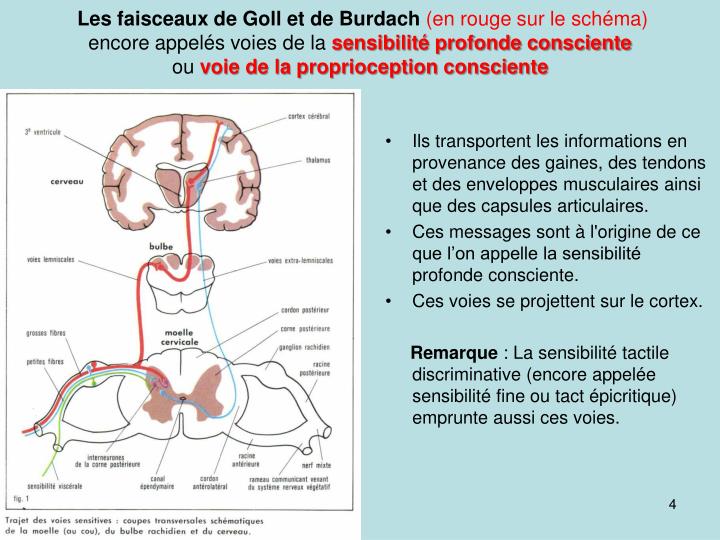 PPT - La proprioception : définition PowerPoint Presentation - ID:3588571