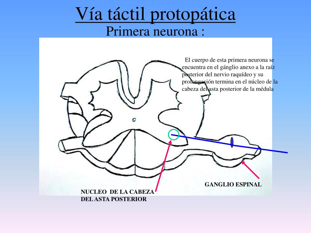 PPT - VIAS DE CONDUCCIÓN DE LA ENERGÍA NERVIOSA PowerPoint Presentation ...