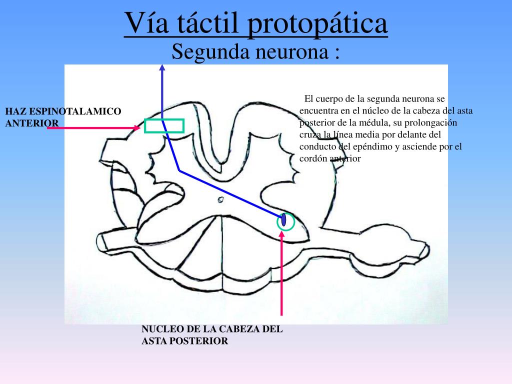 PPT - VIAS DE CONDUCCIÓN DE LA ENERGÍA NERVIOSA PowerPoint Presentation ...