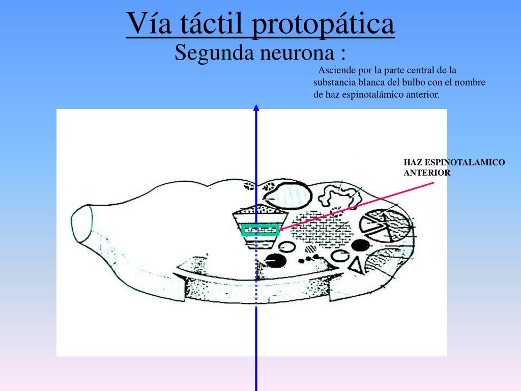 PPT - VIAS DE CONDUCCIÓN DE LA ENERGÍA NERVIOSA PowerPoint Presentation ...