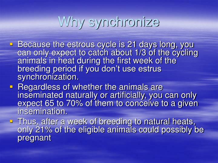 PPT - Estrus Synchronization PowerPoint Presentation - ID:3589760