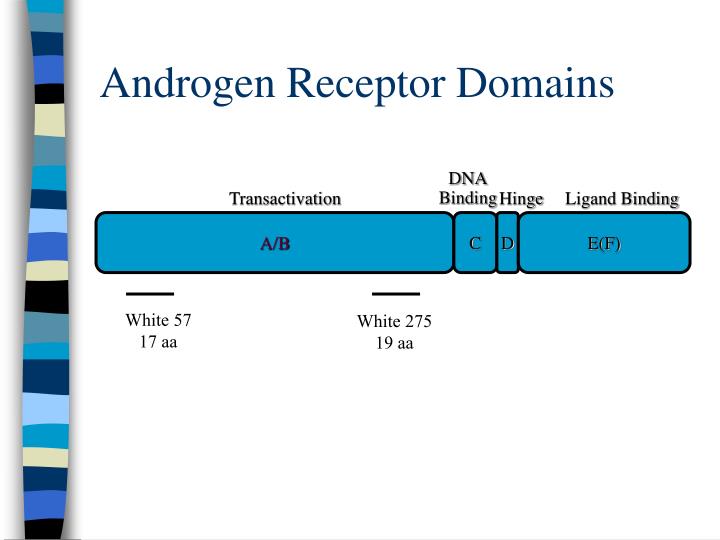 PPT - Androgen Receptor Localization in the Haplochromis burtoni brain ...