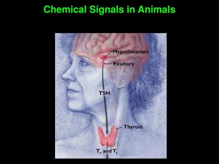 PPT - Chemical Signals in Animals PowerPoint Presentation, free ...
