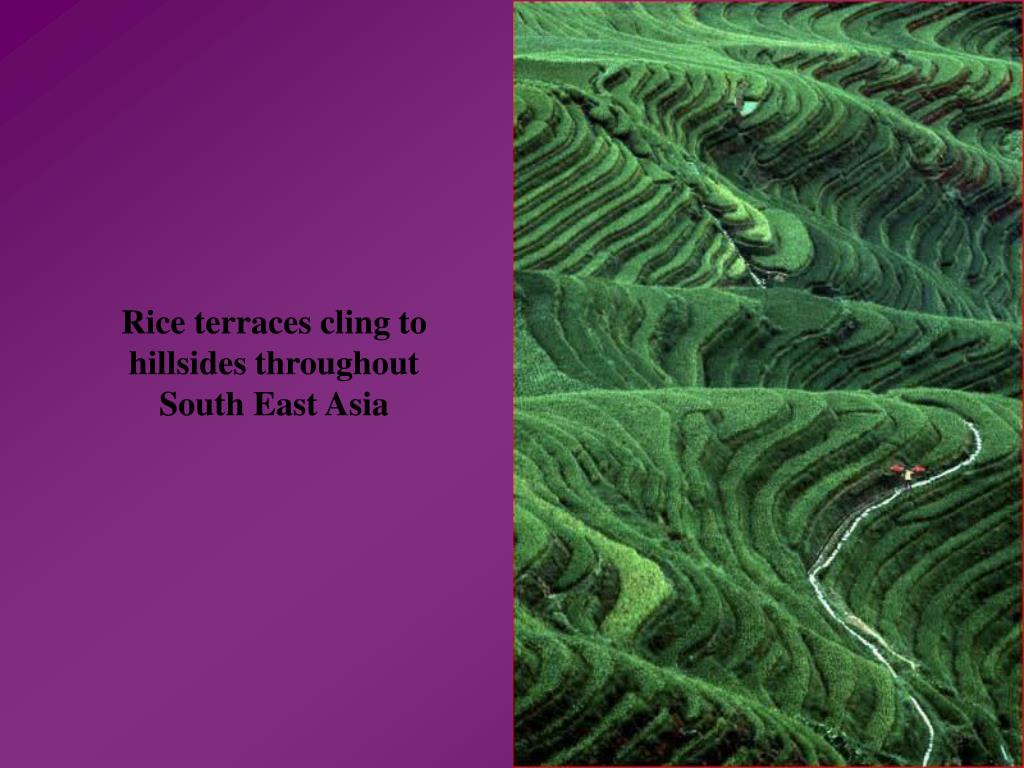 PPT - Features of the Goan farming landscape -1 PowerPoint Presentation ...