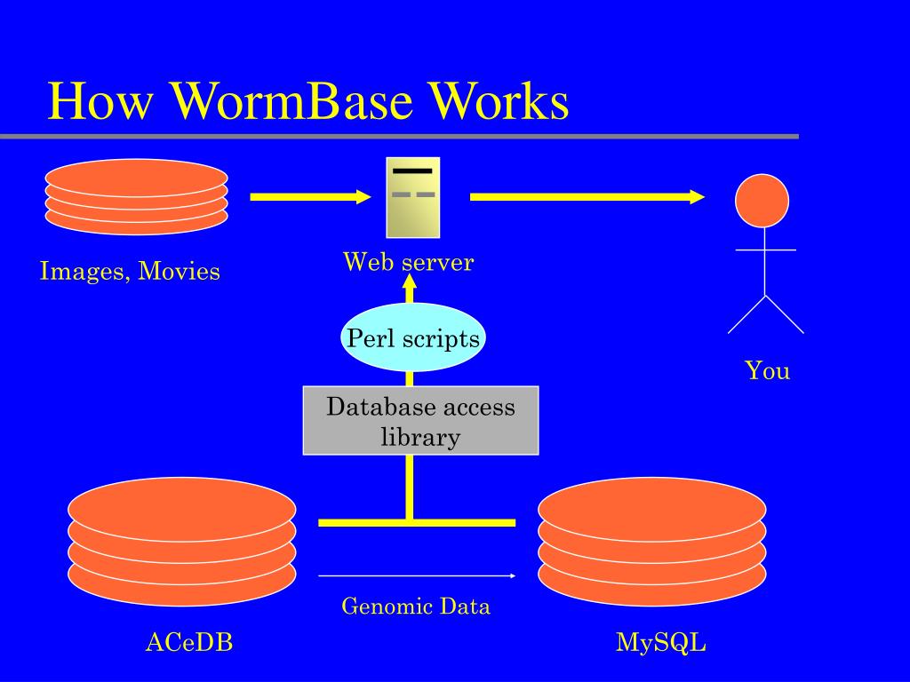 PPT - WormBase: A Resource for the Biology & Genome of C. elegans ...
