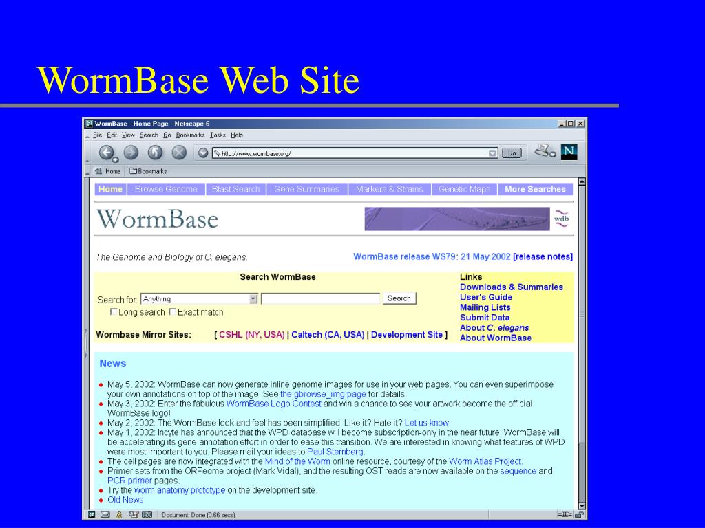 PPT - WormBase: A Resource for the Biology & Genome of C. elegans ...
