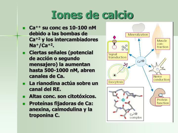 PPT - Receptores ionotrópicos y metabotrópicos PowerPoint Presentation ...