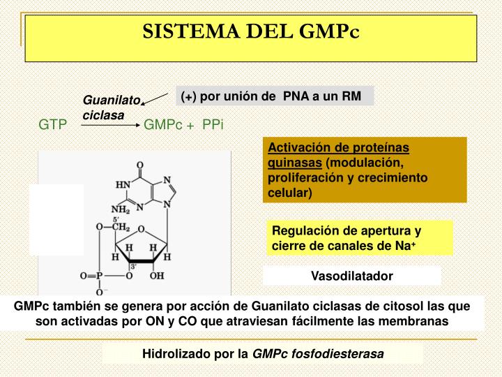 PPT - RECEPTORES Características generales. Localización. Mecanismo de ...