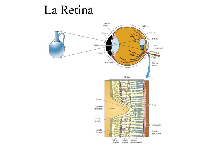 PPT - La Retina PowerPoint Presentation, free download - ID:3591052