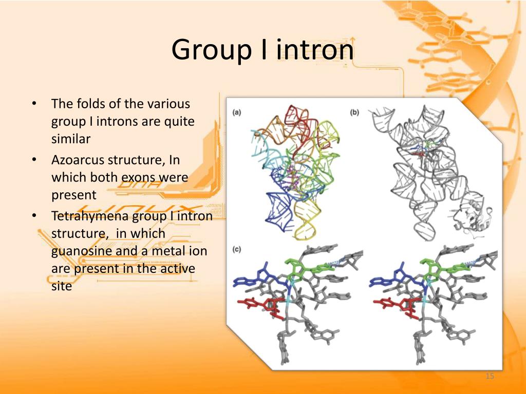 PPT - Gene Therapy & Ribozymes PowerPoint Presentation, free download ...