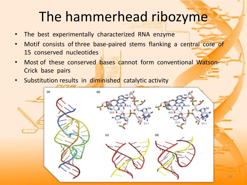 PPT - Gene Therapy & Ribozymes PowerPoint Presentation, free download ...