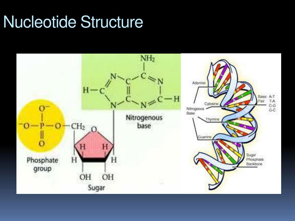 PPT - Organic Chemistry, The Building Blocks of Life, Chapter 6.4 ...