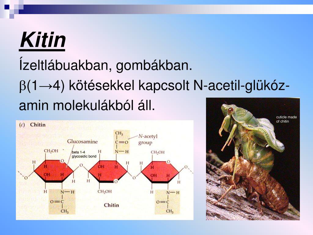 PPT - Szénhidrátok PowerPoint Presentation, free download - ID:3592227