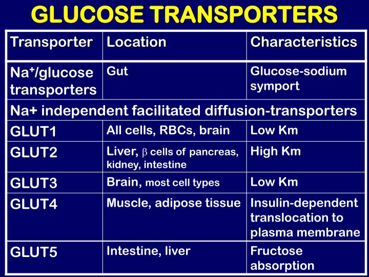 PPT - GLYCOLYSIS PowerPoint Presentation - ID:3592813