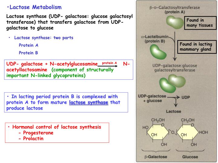 PPT - Metabolism of Carbohydrates *Metabolism of disaccharides Sucrose ...