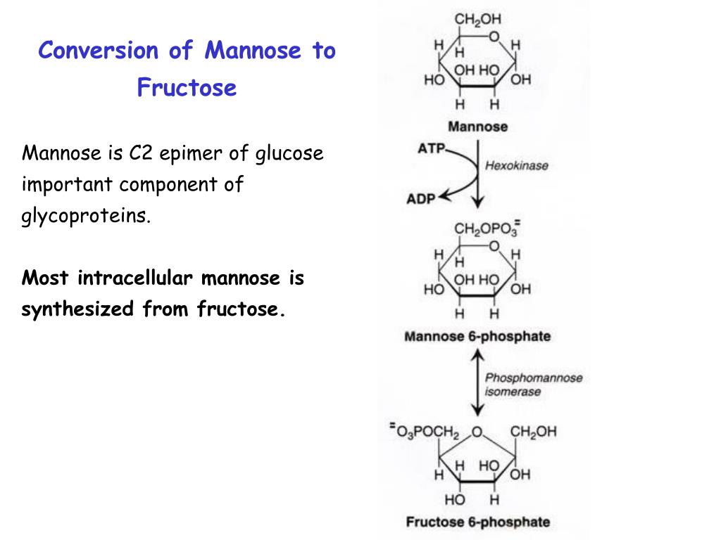 PPT - Metabolism of Carbohydrates *Metabolism of disaccharides Sucrose ...