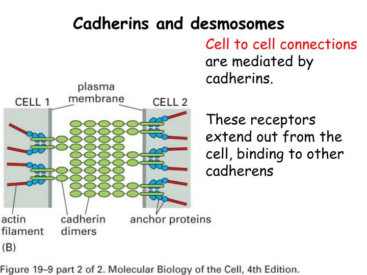 PPT - Chapter 19: Cell junctions and the extracellular matrix ...